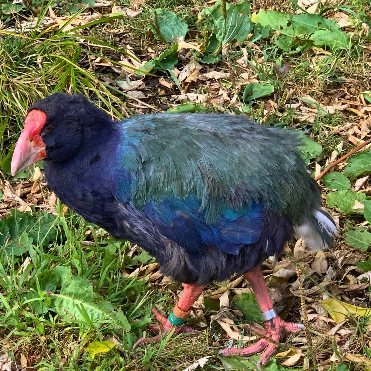 Bird Watching in Australia & New Zealand - Ramble Log, Naomi Weisman ...